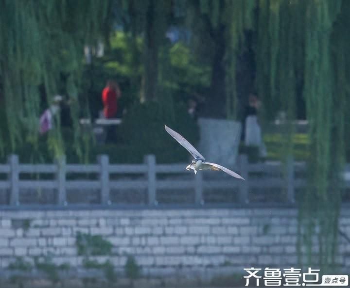 文章图片